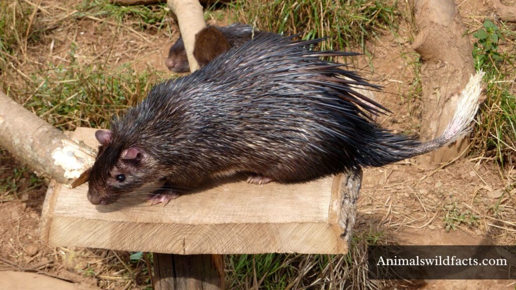 Explore Top 11 Animals With Quills (With Images)