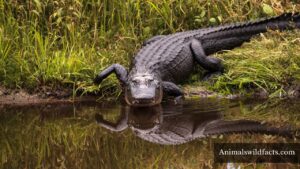 Top 18 Animals With Sharp Claws (With Images)