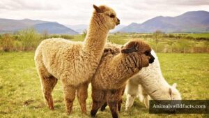 Top 20 Animals That Gallop (With Pictures)