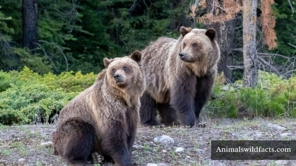 Explore Top 27 Most Shy Animals (With Pictures)