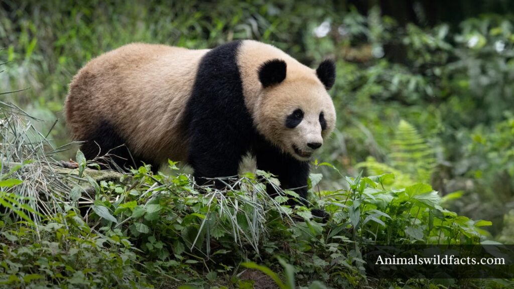 Top 25 Animals That Eat a Lot (Images Included)