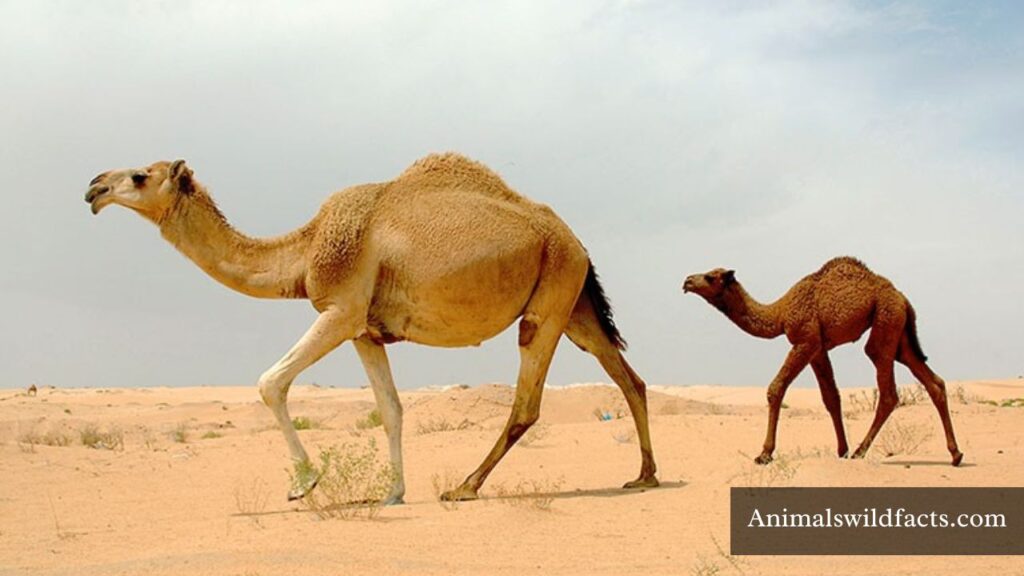 Top 20 Most Docile Animals in the World (With Images)