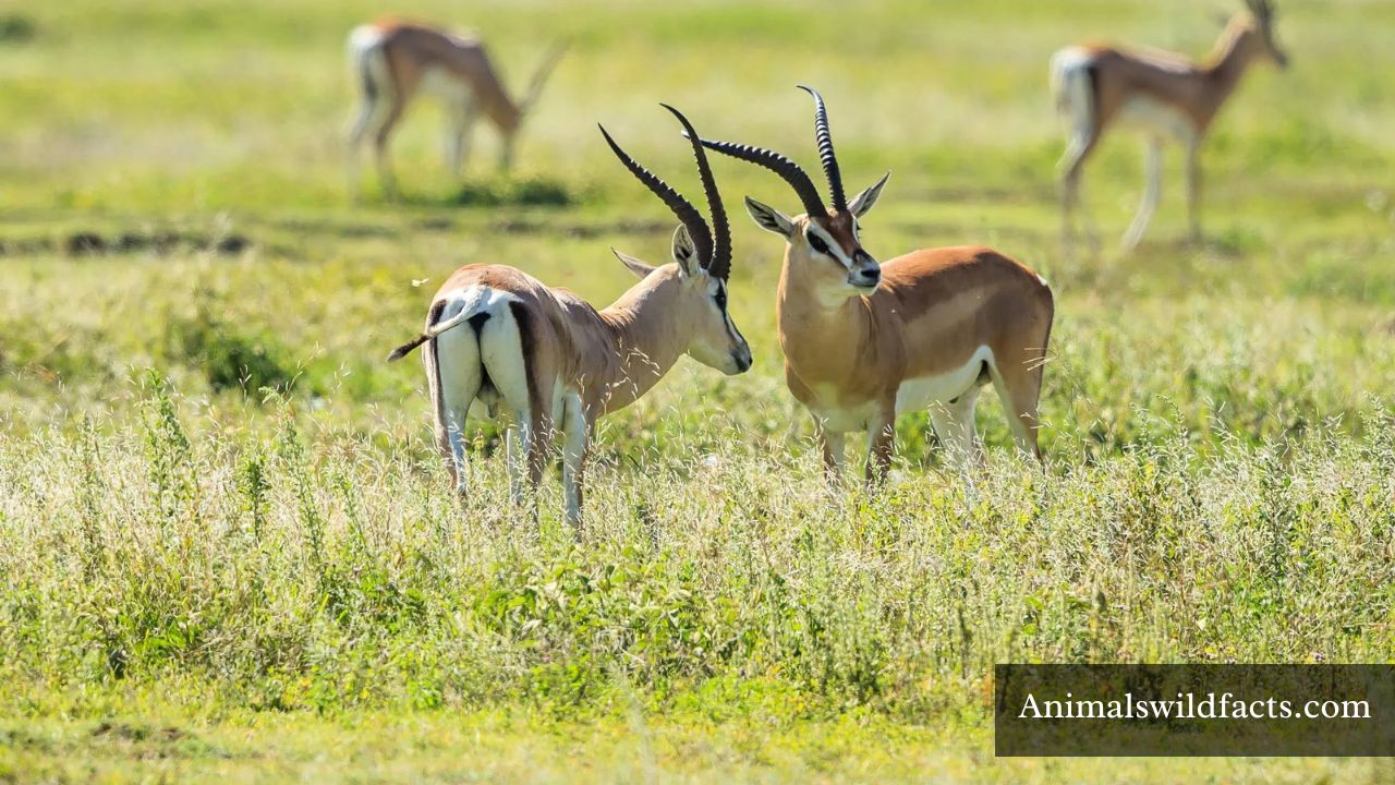 Top 20 Animals That are Skinny (With Images)