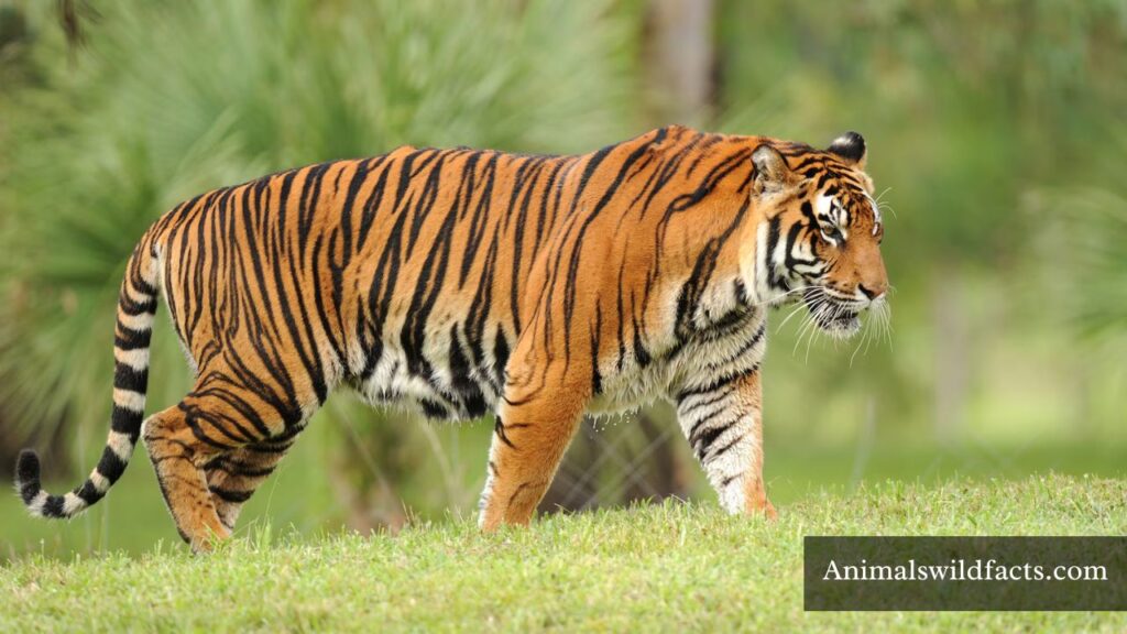 Top 20 Most Docile Animals in the World (With Images)