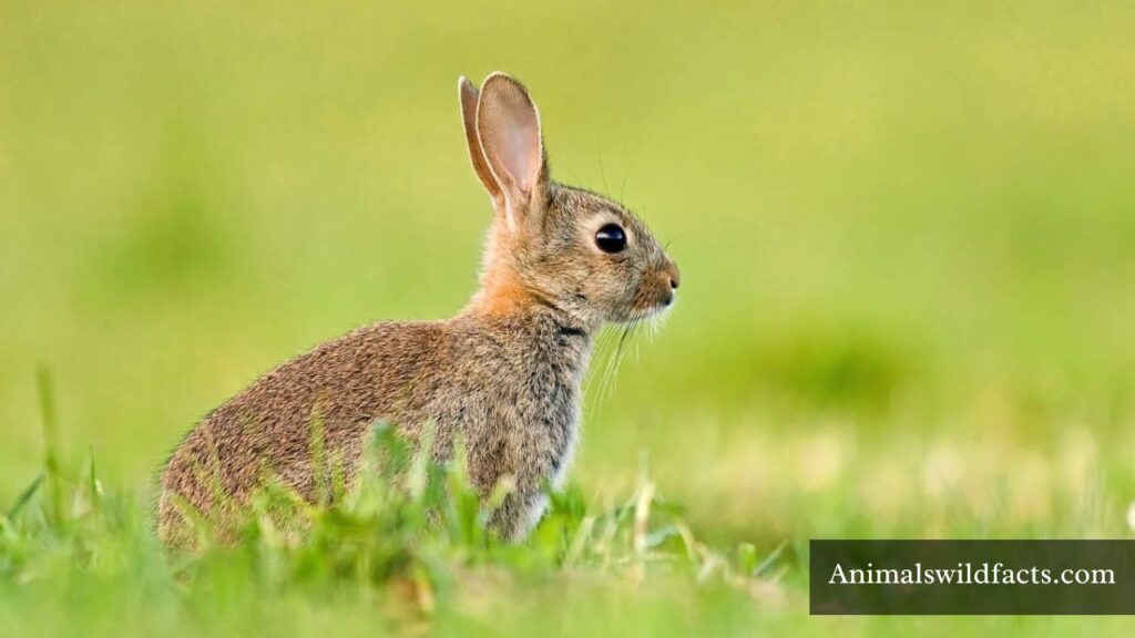 Explore Top 25 Most Energetic Animals (With Pictures)