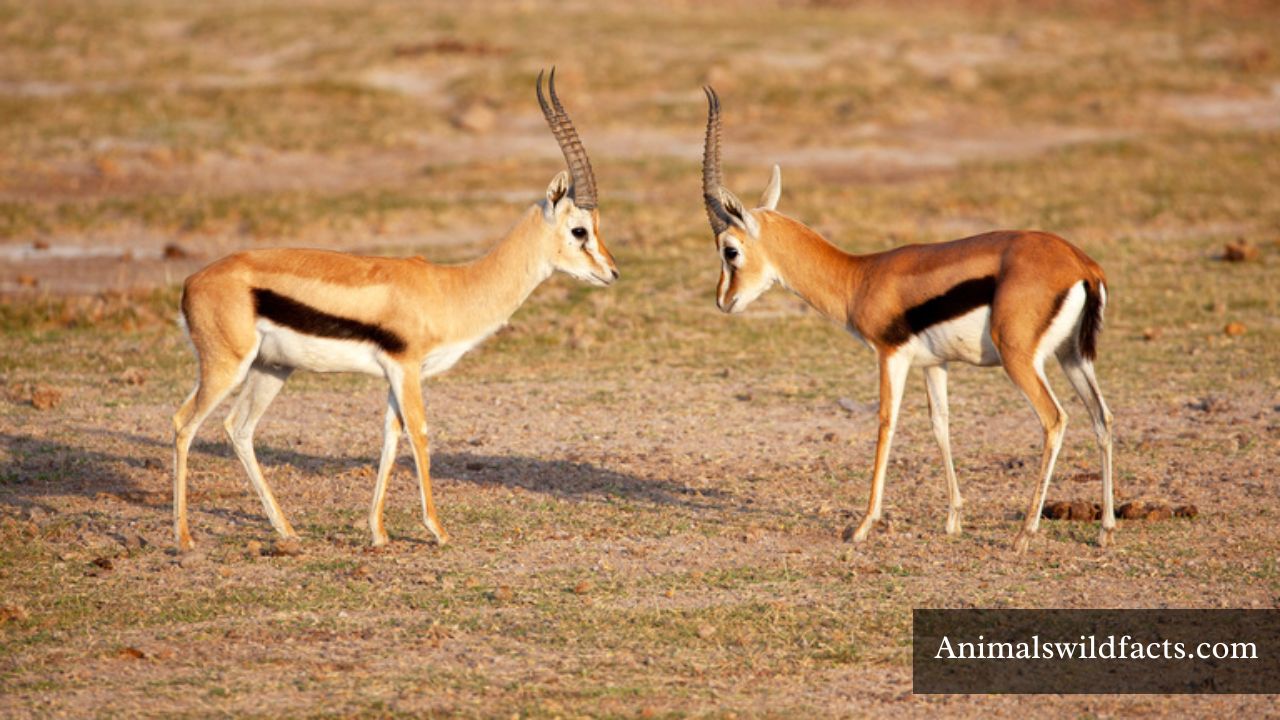 Top 20 Animals That Gallop (With Pictures)