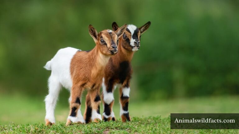 Explore Top 25 Most Energetic Animals (With Pictures)