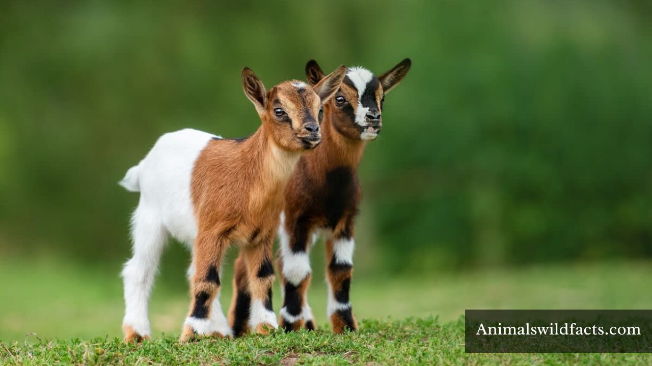 Explore Top 25 Most Energetic Animals (With Pictures)
