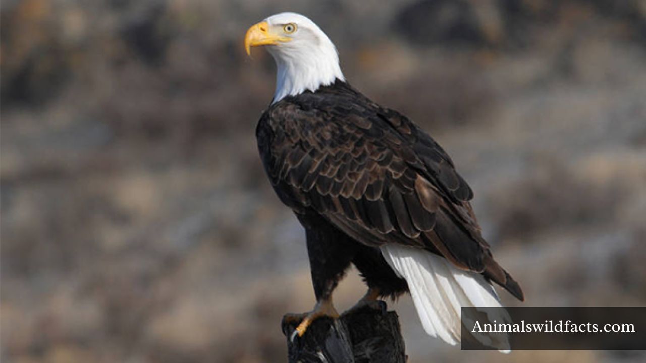 Top 18 Animals With Sharp Claws (With Images)