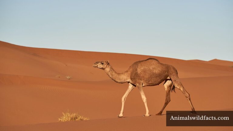 Top 17 Clumsy Animals in The World (With Pictures)