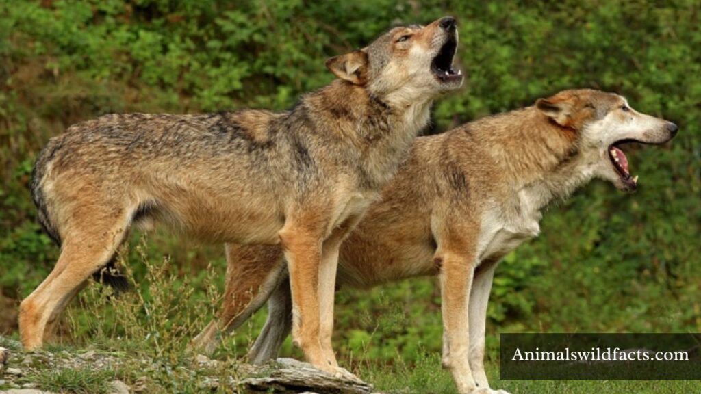 Can Wolves Purr? Facts You Need To Know