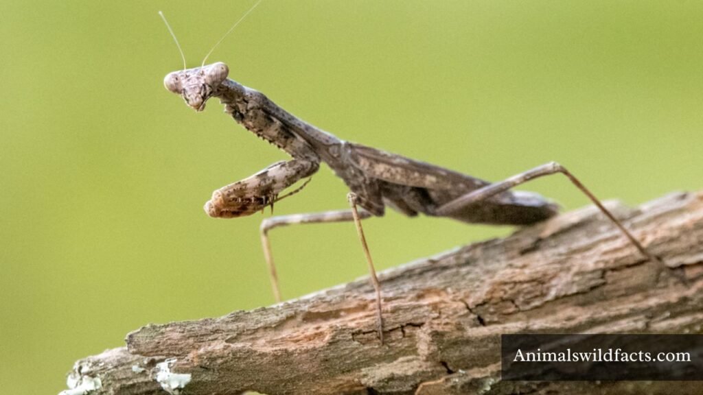 Top 20 Animals That are Skinny (With Images)