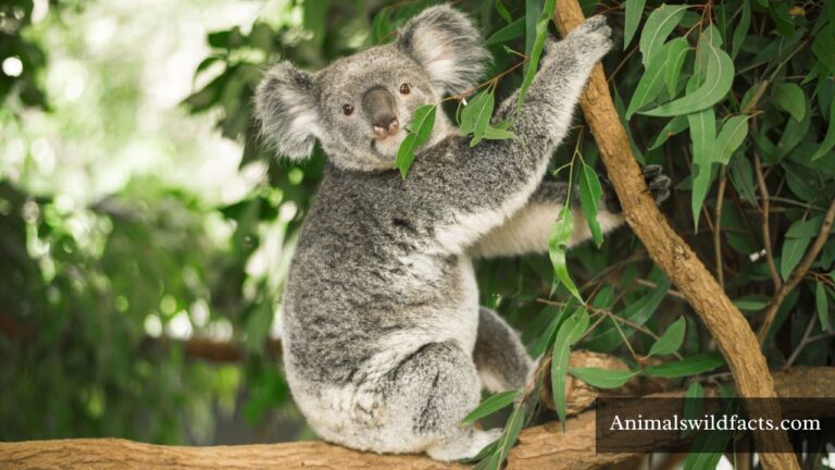 Top 19 Animals with no legs (Pictures Included)