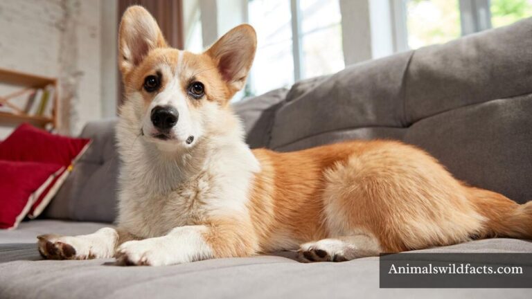 Top 20 Animals That Gallop (With Pictures)