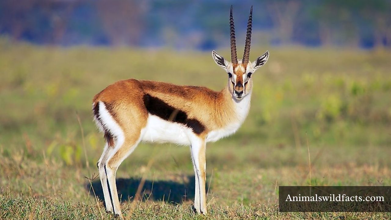 Top 20 Animals That Gallop (With Pictures)