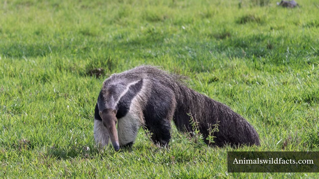Top 18 Animals With Sharp Claws (With Images)
