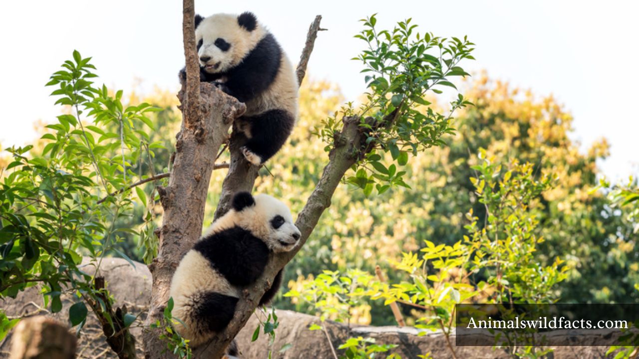 Top 17 Clumsy Animals in The World (With Pictures)