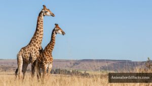 Top 20 Animals That are Skinny (With Images)