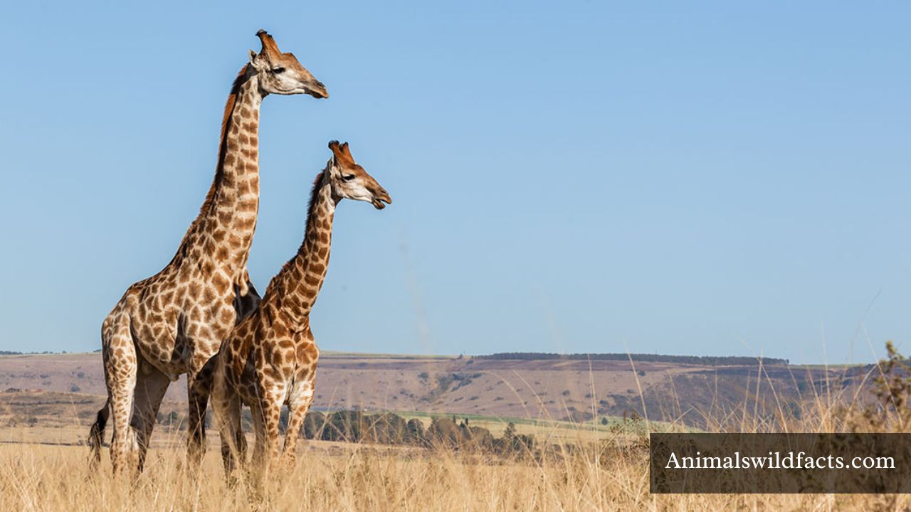 Top 20 Animals That are Skinny (With Images)