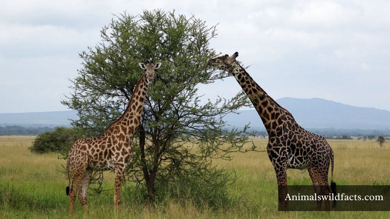 Top 17 Clumsy Animals in The World (With Pictures)