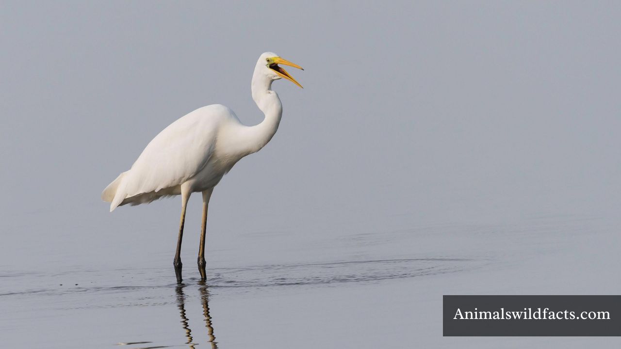 Top 20 Animals That are Skinny (With Images)