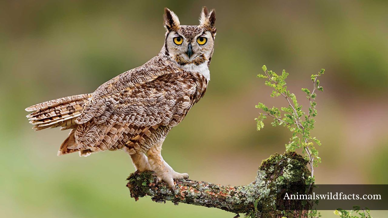 Top 18 Animals With Sharp Claws (With Images)