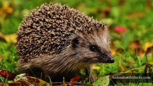 Explore Top 11 Animals With Quills (With Images)