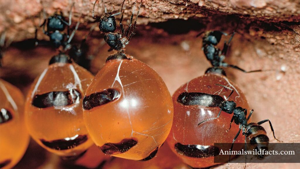 Top 11 Animals That Eat Honey (Images Included)