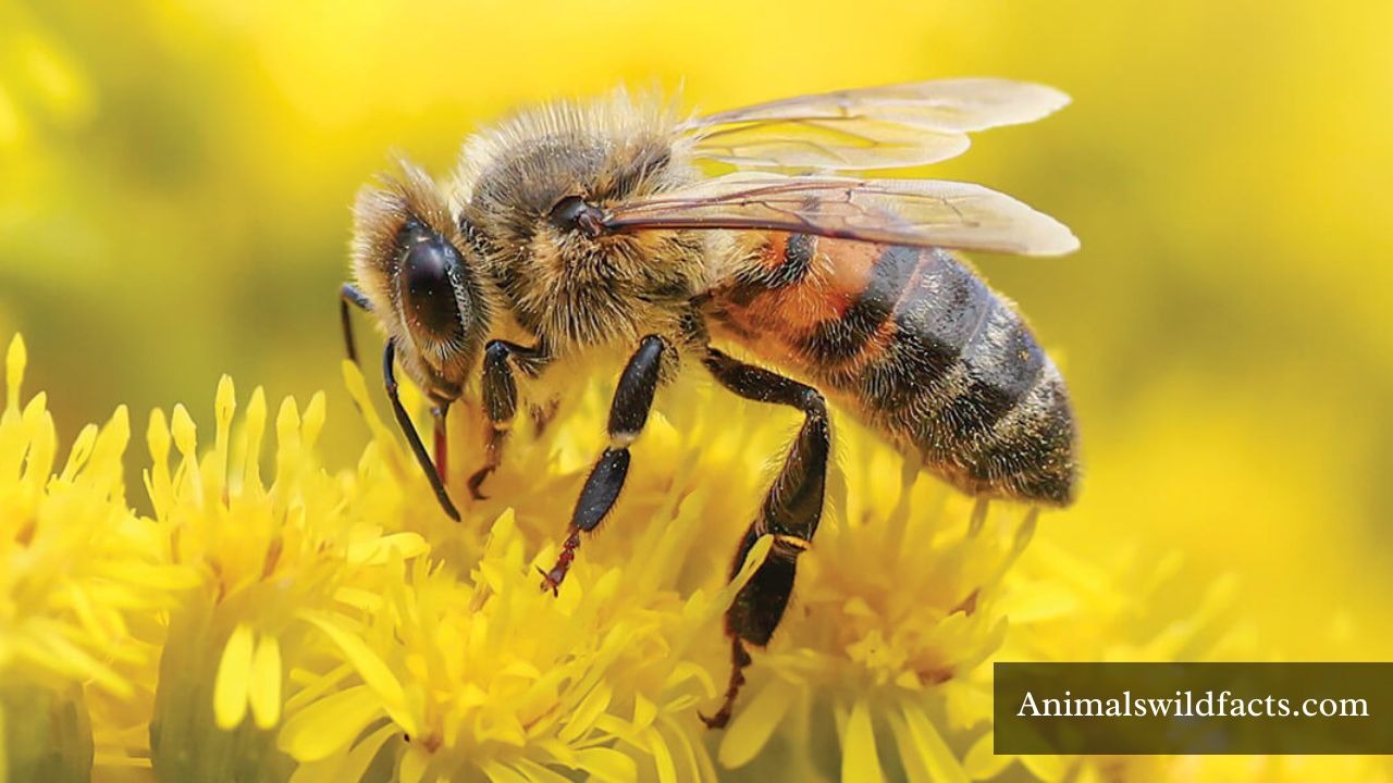 Explore Top 25 Most Energetic Animals (With Pictures)