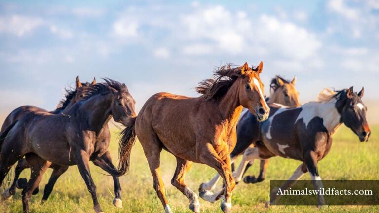 Top 20 Animals That Gallop (With Pictures)