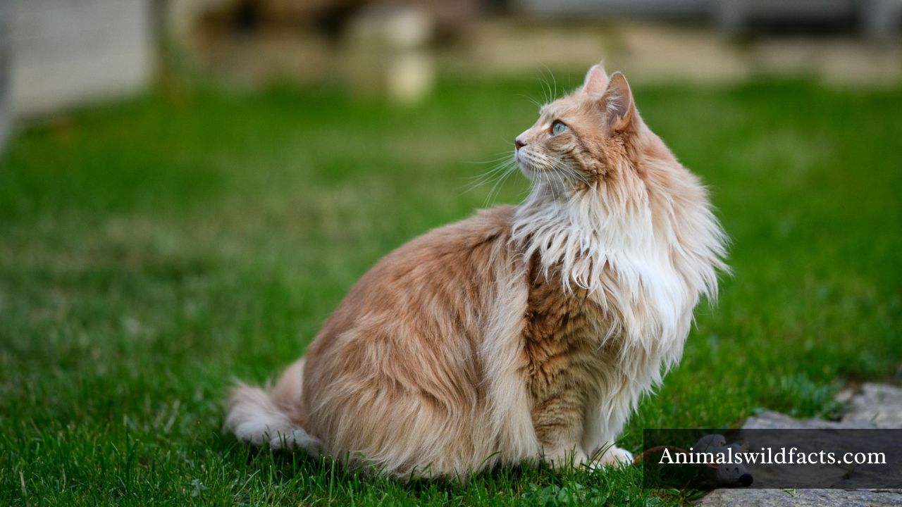Top 18 Animals With Sharp Claws (With Images)