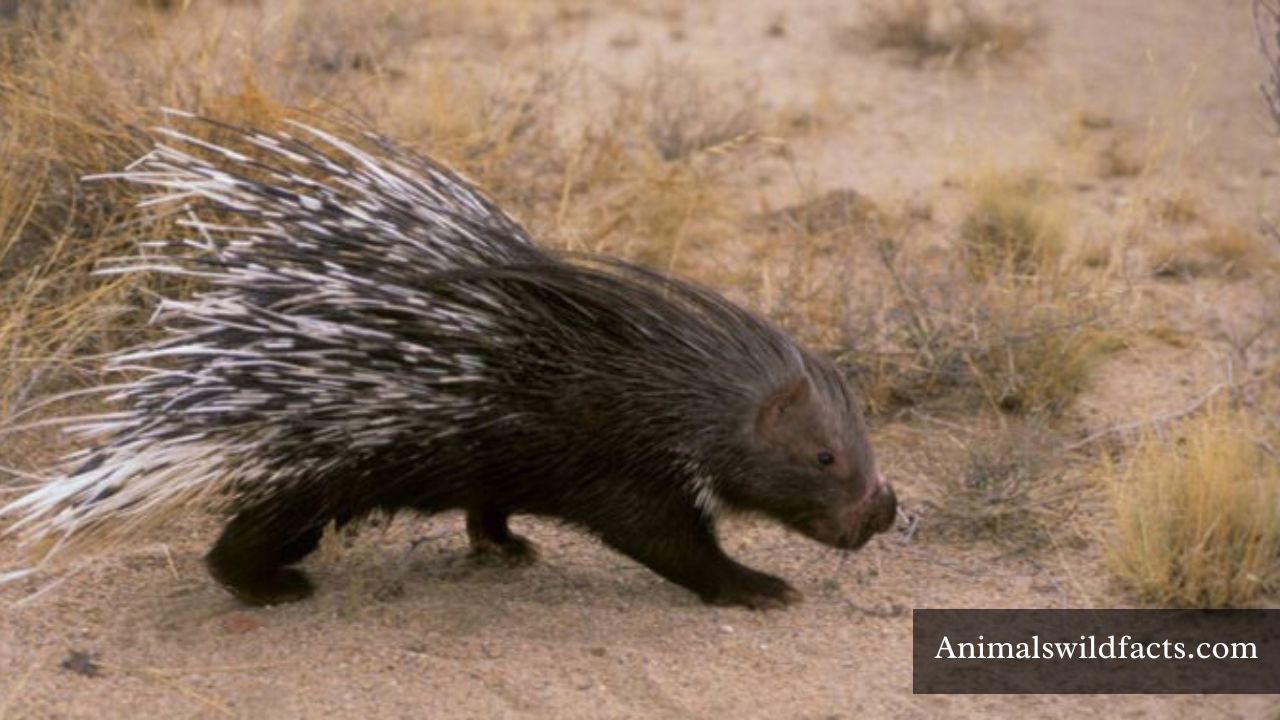 Explore Top 11 Animals With Quills (With Images)