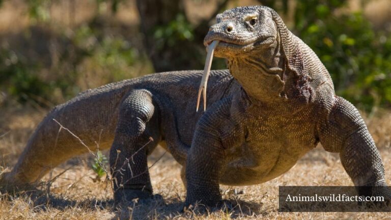 Top 18 Animals With Sharp Claws (With Images)