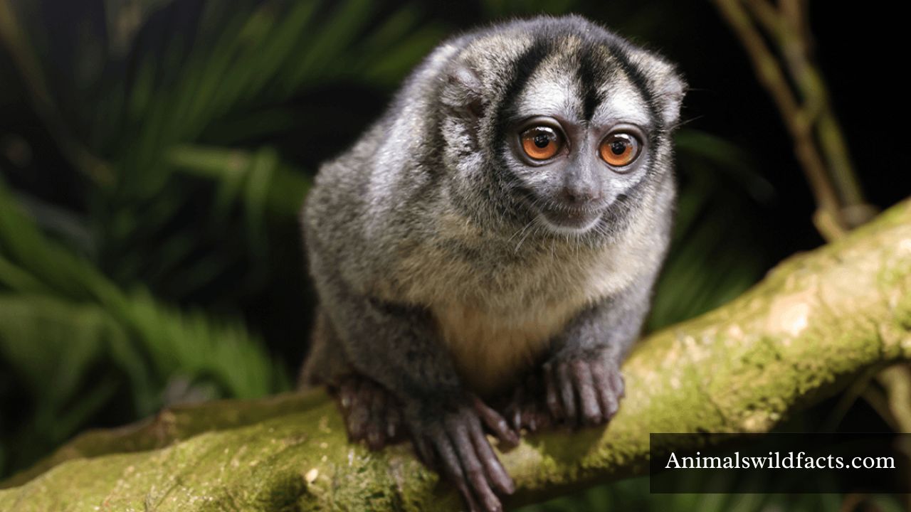 Top 13 Small Monkey Breeds In The World (With Images)