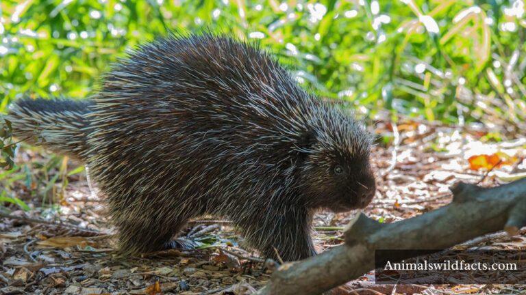 Explore Top 11 Animals With Quills (With Images)