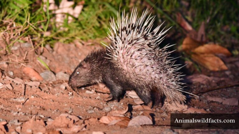 Explore Top 11 Animals With Quills (With Images)