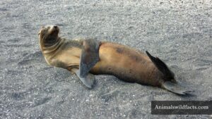 Top 19 Animals with no legs (Pictures Included)