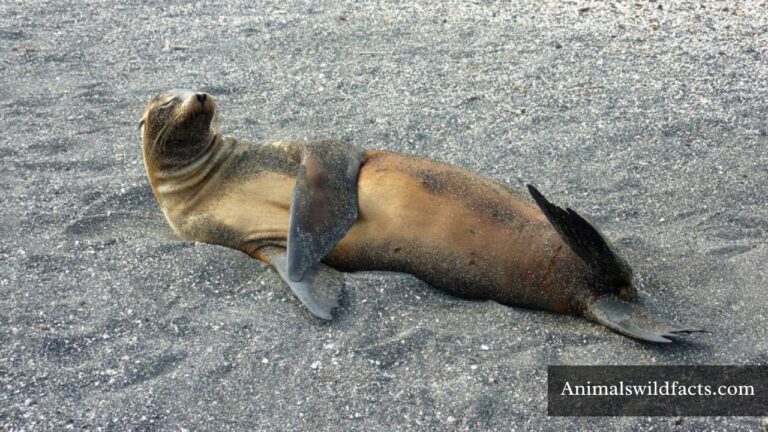 Top 19 Animals with no legs (Pictures Included)