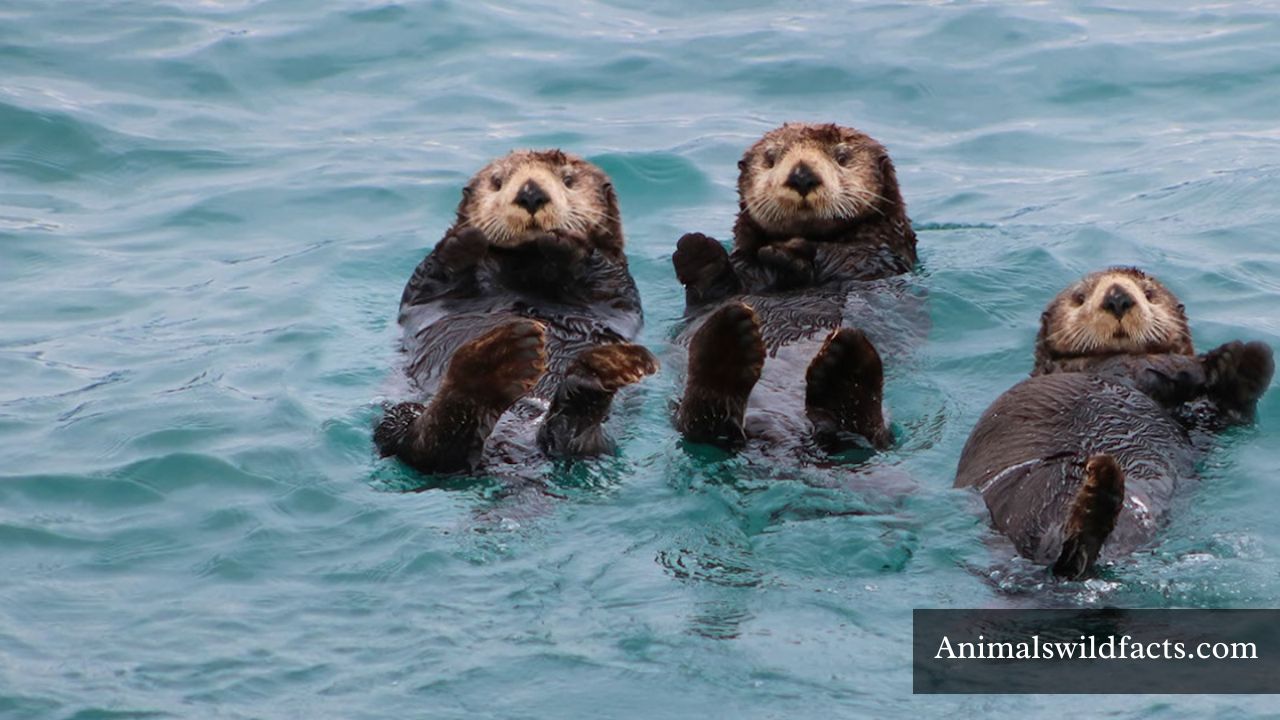 Explore Top 25 Most Energetic Animals (With Pictures)