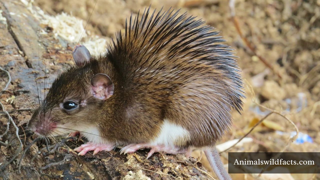 Explore Top 11 Animals With Quills (With Images)