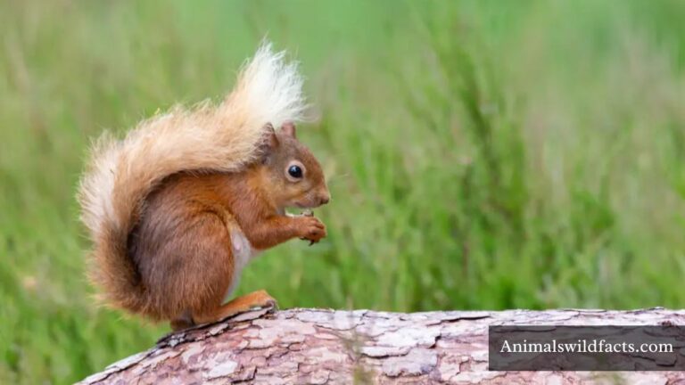 Explore Top 25 Most Energetic Animals (With Pictures)