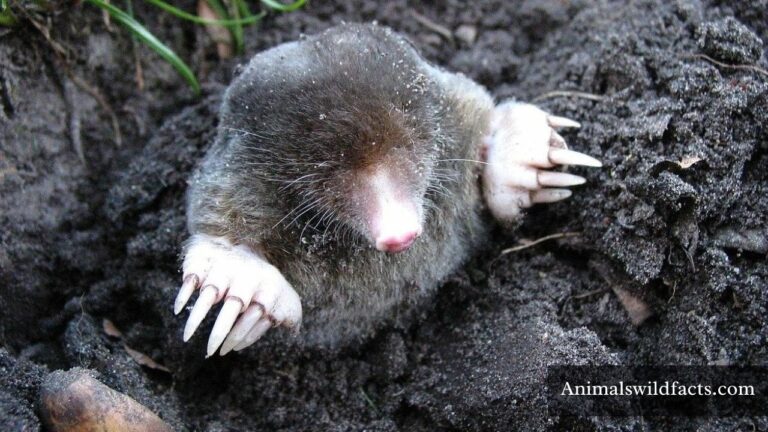 Top 18 Animals With Sharp Claws (With Images)