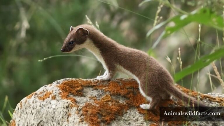 Top 20 Animals That are Skinny (With Images)