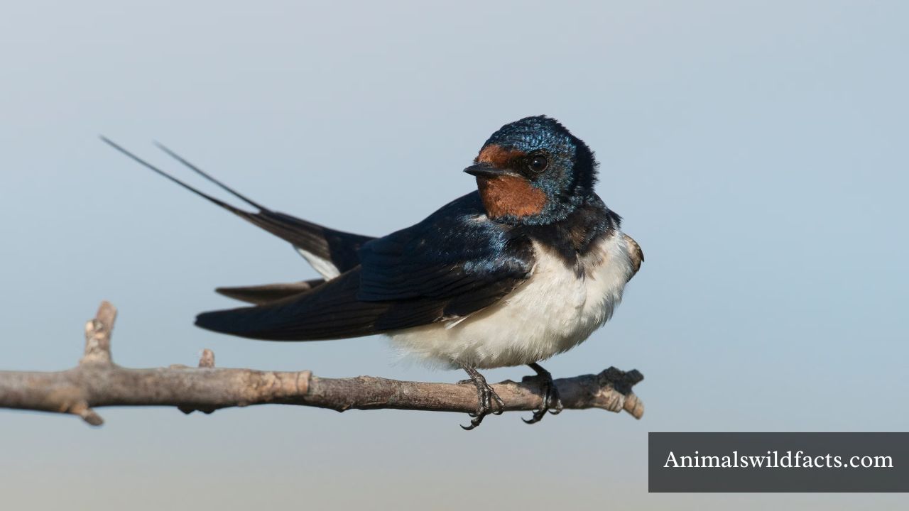 Explore Top 25 Most Energetic Animals (With Pictures)