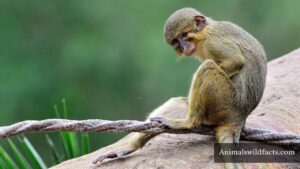 Top 13 Small Monkey Breeds In The World (With Images)