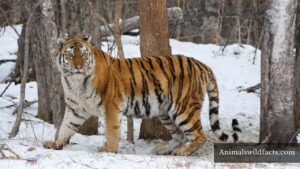Top 20 Animals That Gallop (With Pictures)