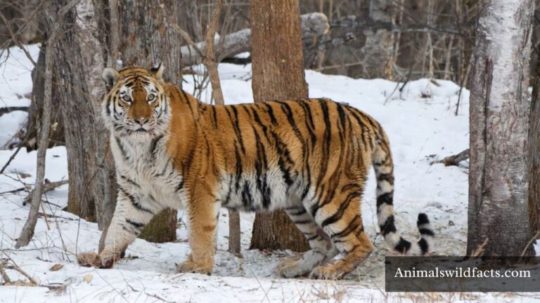 Top 20 Animals That Gallop (With Pictures)