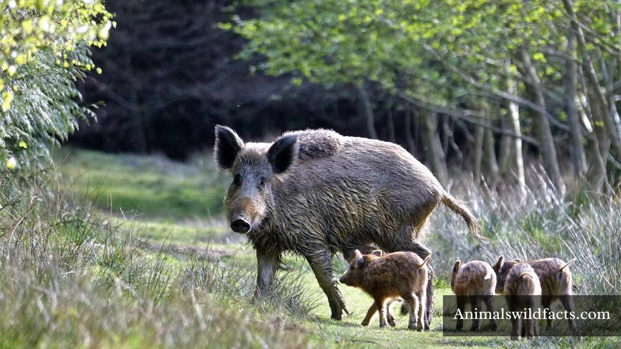 Top 20 Animals That Gallop (With Pictures)