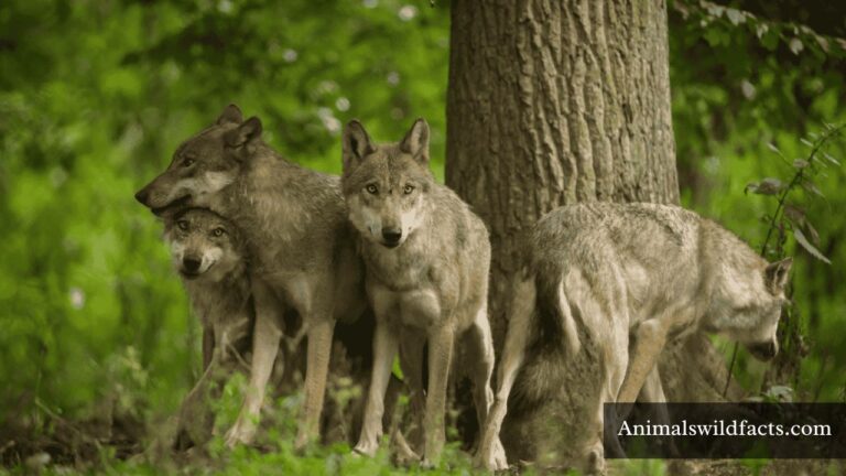 Top 20 Animals That Gallop (With Pictures)