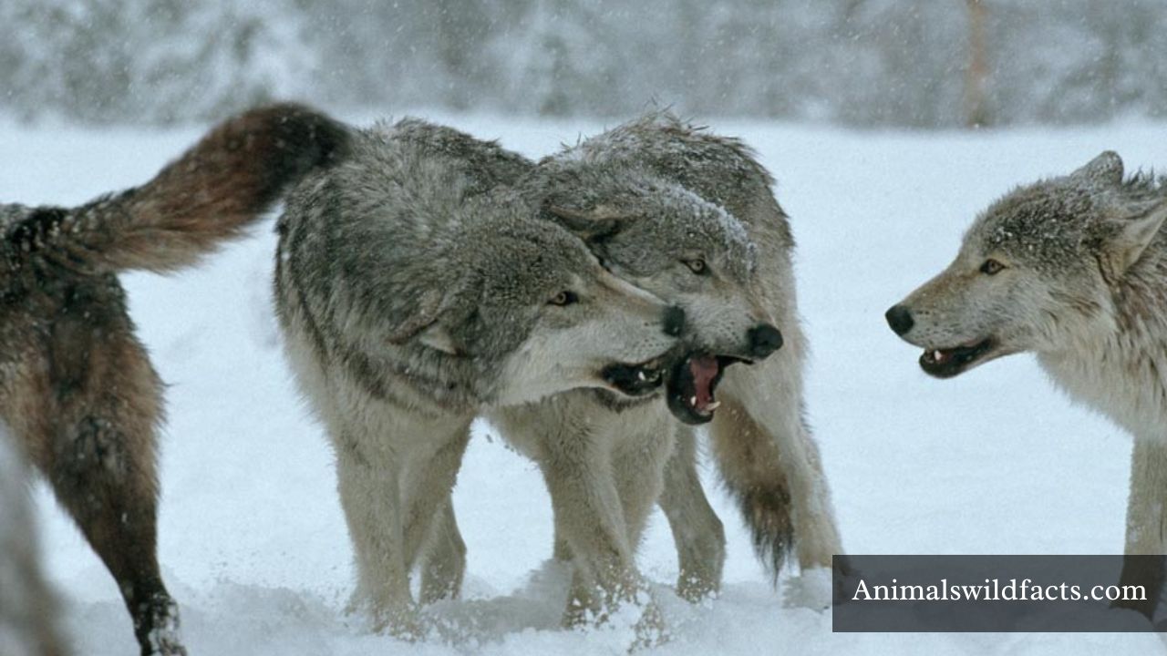 Can Wolves Purr? Facts You Need To Know
